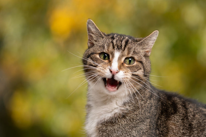 Why Is My Cat Meowing So Much? How To Decode This Behavior · Antinol Plus
