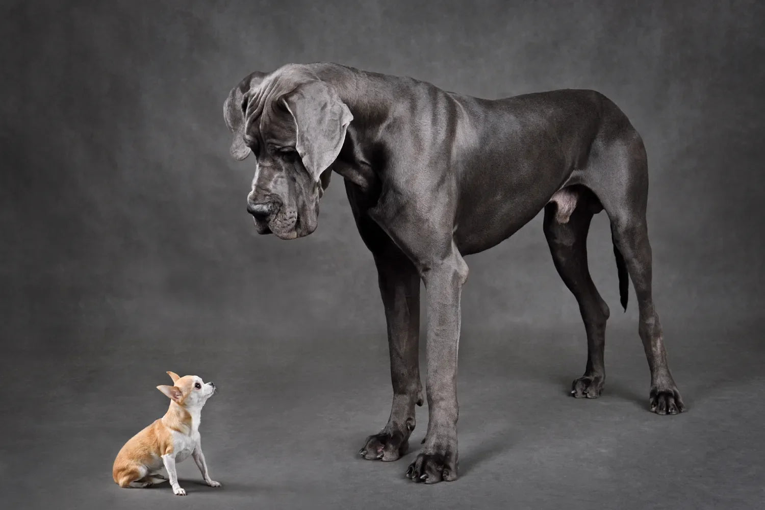 Large Dog Breeds 101 Gentle Giants You ll Adore Antinol Plus