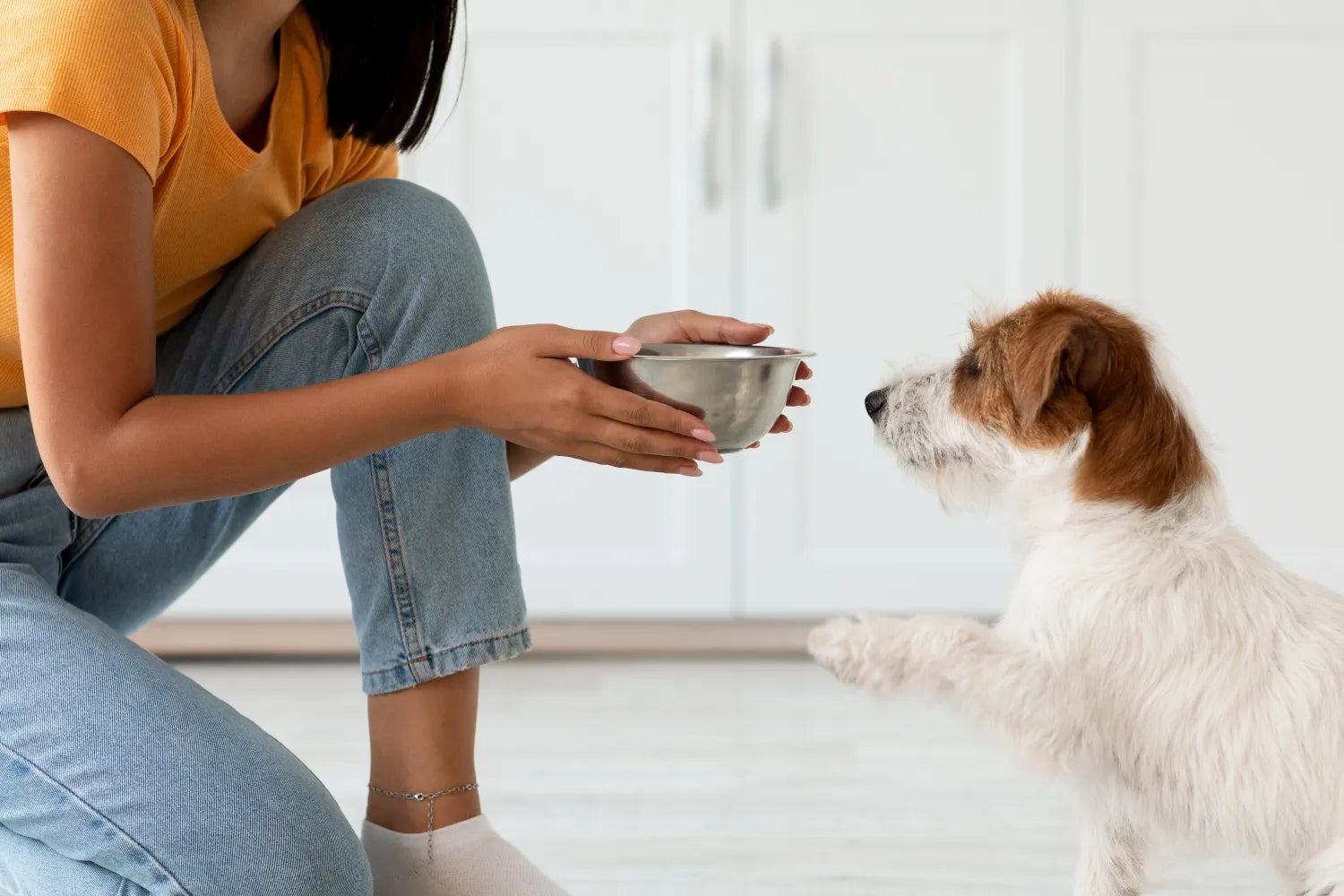 Tasty Dog Food Recipes for Every Breed and Age – Antinol Plus